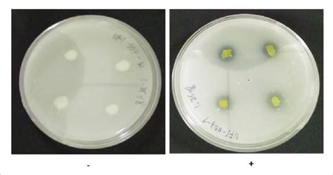 Phosphate Solubilization On Pikovskayas Agar Medium Positive Result Download Scientific