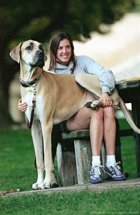 How Heavy Are Large Dogs At Kevin Dominguez Blog
