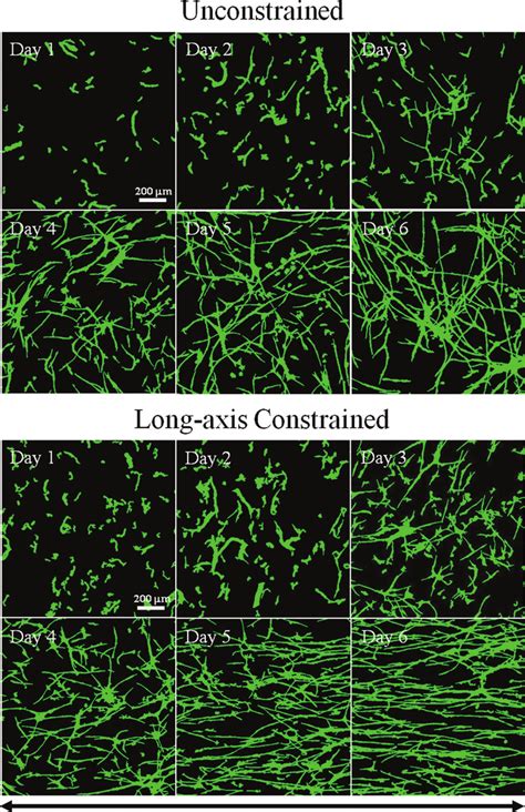 Angiogenic Growth Within Unconstrained Top And Long Axis Constrained Download Scientific