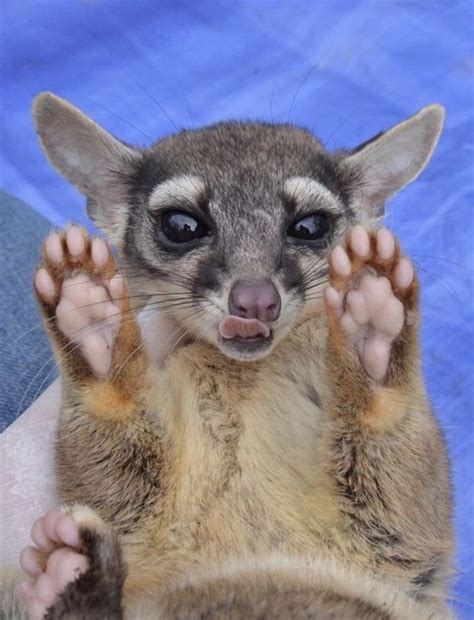 5 Astonishing Ringtail Facts Dive Into The Video Now Cat Animal