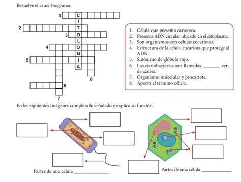 Hoja De Trabajo De Celulas Procariotas