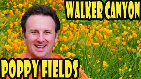 Walker Canyon Poppy Fields In Lake Elsinore California Wildflowers Alo Japan All About Japan