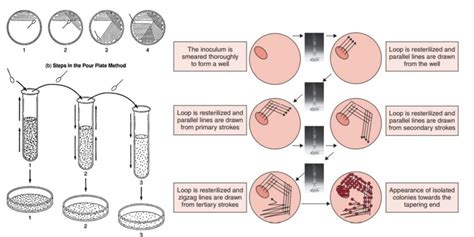 Bacterial Cell Wall Structure And Composition Biology Notes Online