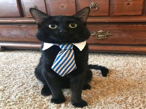 Создать мем Cat Cat галстук котик кот в костюме Картинки Meme
