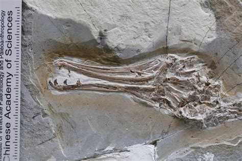 Fossil Birds