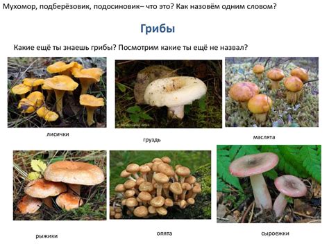 Ягоды и грибы для дошкольников презентация онлайн