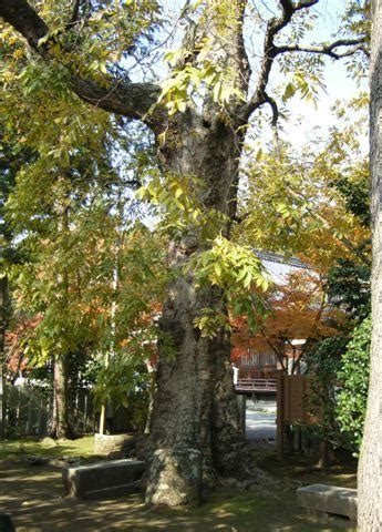多田神社のムクロジ