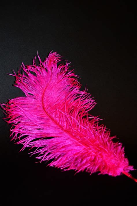 Feathertickleticklingfemalebody Free Image From
