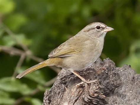 Olive Sparrow Sparrow Birdhouse In Your Soul Bird Houses