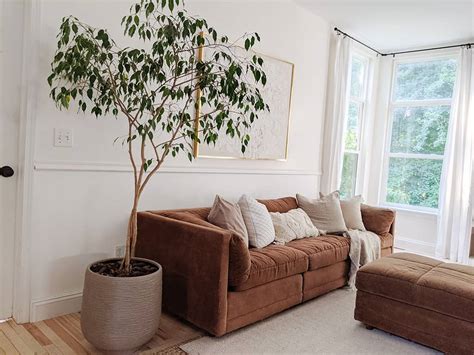 How To Successfully Repot A Ficus Tree Pure Happy Home