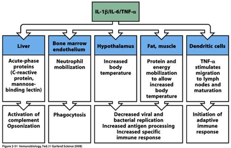 Lecture Flashcards Quizlet