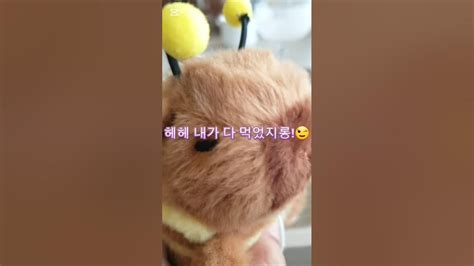 카피바라와 함께 조식먹기 브이로그 여행 조식 Youtube