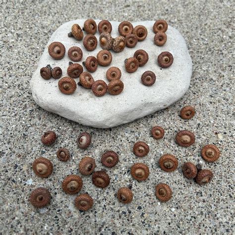 Mini Acorns Etsy