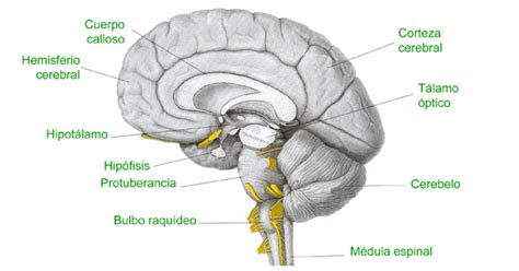 Bulbo Raquídeo Estructura Anatómica Y Funciones