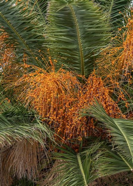Palmera Con Frutos De Naranja Palmera Datilera Dátil Canario Phoenix Canariensis Dátiles