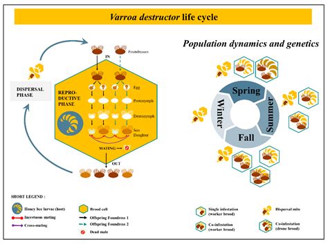 Varroa Destructor From The Laboratory To The Field Control Biocontrol
