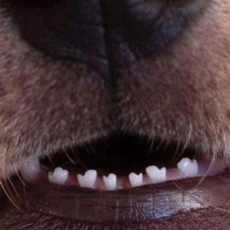 Kittie Ruby Photos And Videos From Onlyfans Honey Affair