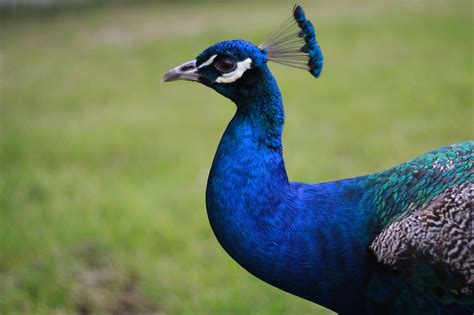Peacock Close Up Bird Free Photo On Pixabay Pixabay