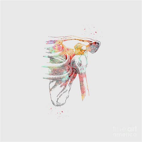 Shoulder Dislocation Drawing By Geraldine Somerville Pixels