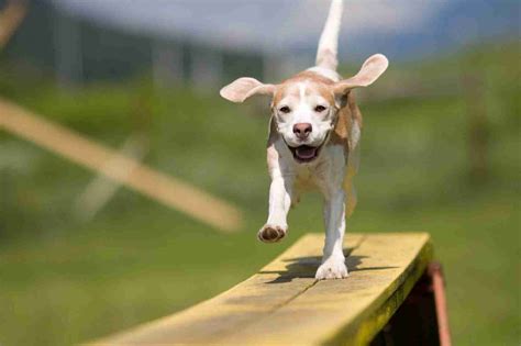 Happy Dogs