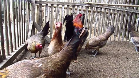 Hatch Hi Action Broodcock And Hens Youtube