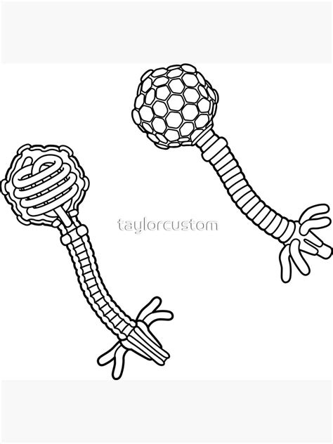 Lambda Bacteriophage Line Drawing Art Print For Sale By Taylorcustom Redbubble