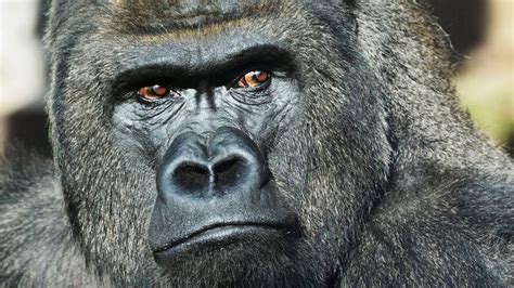 розыгрыш пета в адоптми Youtube