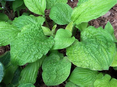 P23 Hosta Grannys Goosebumps From The Hosta Helper Presented By