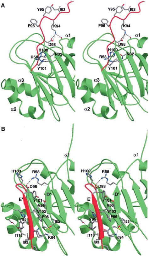 Stereo View Centered On The Carboxyl Terminal Region Of The Reactive