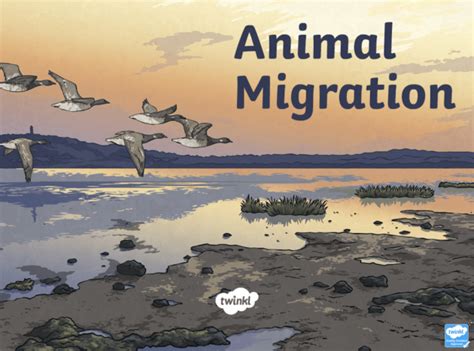 What Are Behavioural Adaptations Twinkl