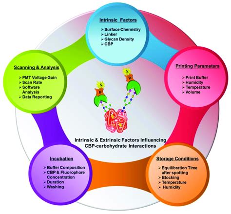 Schematic Representation Of Intrinsic And Extrinsic Factors Influencing