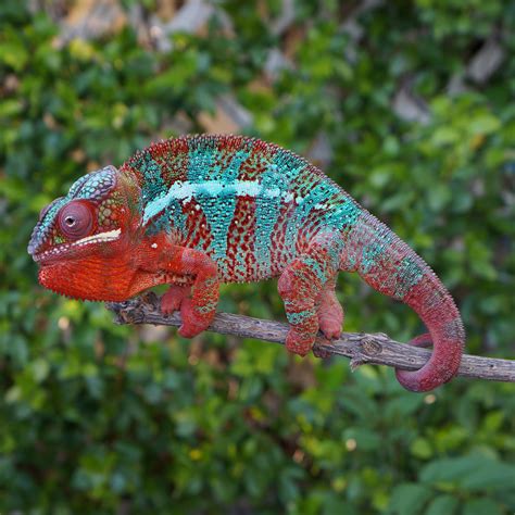 Full Grown Panther Chameleon