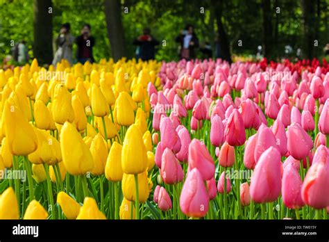 Yellow And Pink Tulips