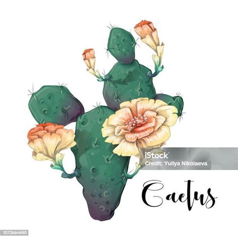 선인장 사막 벡터와 일러스트 레이 션 손으로 그려진된 스타일 흰색 배경에 고립 0명에 대한 스톡 벡터 아트 및 기타 이미지