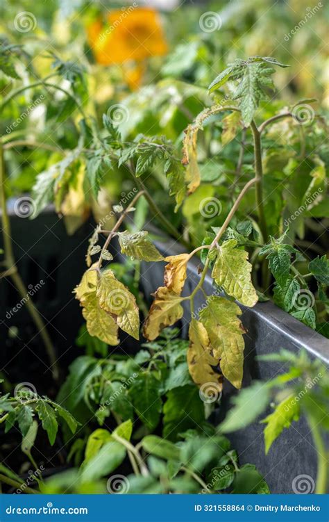 Tomato With Leaves Stock Image 14230801