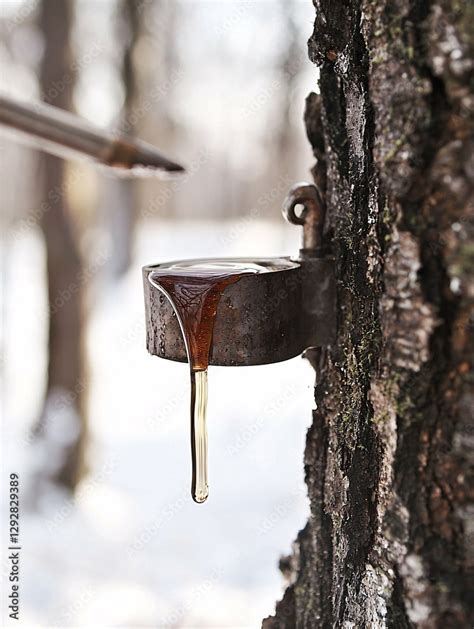 Maple Syrup Tapping Showcases The Art Of Harvesting Sap From Trees Using Traditional Tools