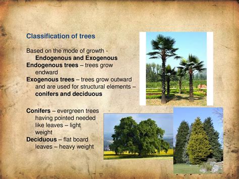 Wood And Wood Products Ppt Download