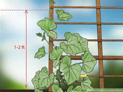 How To Prune Cucumber Plants 12 Steps With Pictures Wikihow