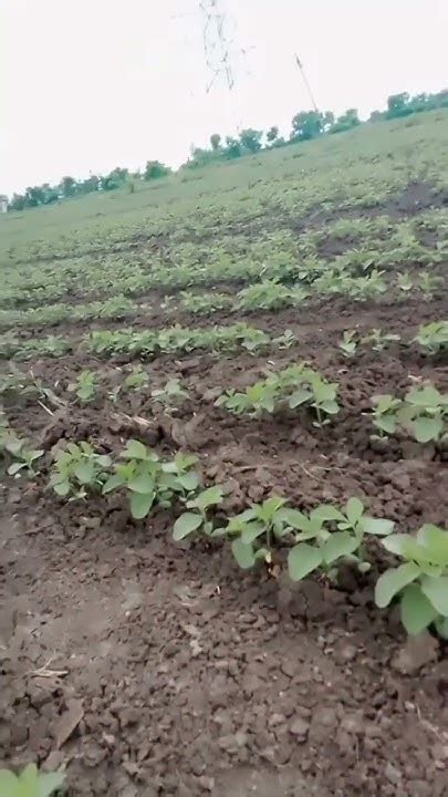 शेतकरी राजा 🌾🌾🌿☘️☘️☘️☘️🌴🍀🍂🍂 Youtube