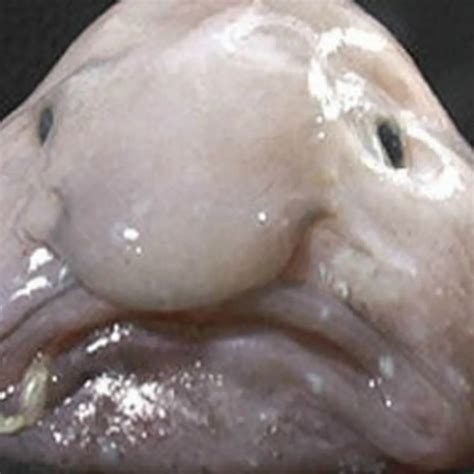 Habitat Du Blobfish