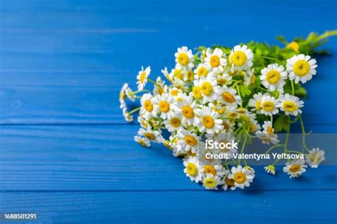 카모마일 꽃 여름 들판 꽃의 꽃다발입니다 향기로운 흰색 노란색 꽃입니다 여름 컨셉입니다 텍스트를 위한 위치입니다 복사 공간 배경에 구성 건강관리와 의술에 대한 스톡 사진 및
