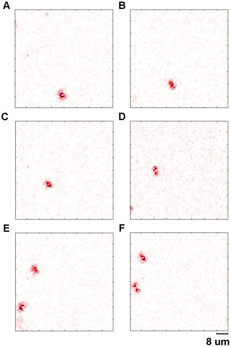 Sequence Of Differential Frames Showing Individual Cells Flowing Along
