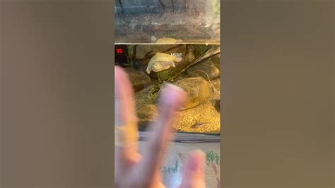 Feeding Ma Turtlessss Cute Youtube