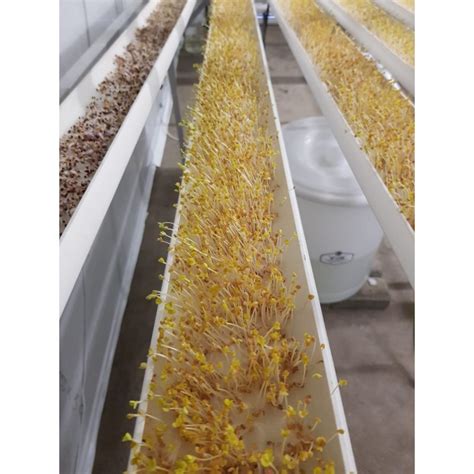 Hydroponic Nft Microgreens Kit System