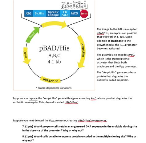 Pbad Vector Huge Discount Brunofuga Adv Br