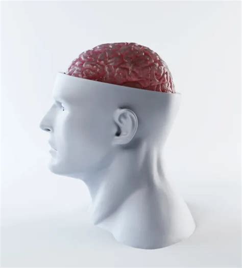 Human Brain Artwork F006 3803 Our Beautiful Wall Art And Photo Ts