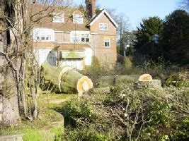 Tree Preservation Orders Martin Dobson Associates