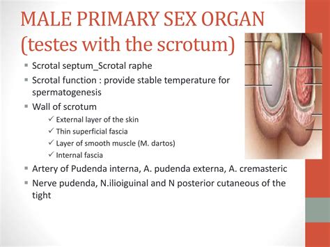 366789462 Anatomy Of Male Reproductive Organspptx
