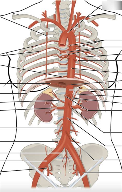 Major Branches Diagram Quizlet Major Branches Diagram Quizlet