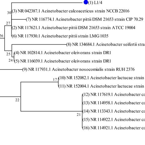 Neighbour Joining Phylogenetic Tree Of Acinetobacter Pittii Strain L33